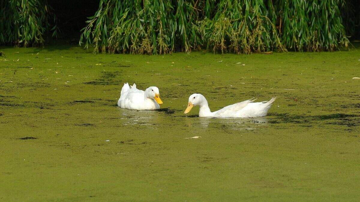 Crumbs! Bread 'is bad for ducks' | Irish Independent