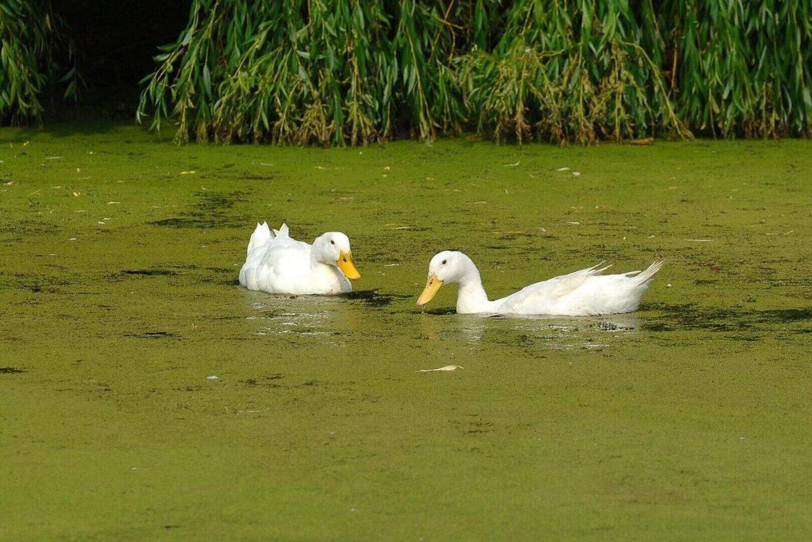 Crumbs! Bread 'is bad for ducks' | Irish Independent