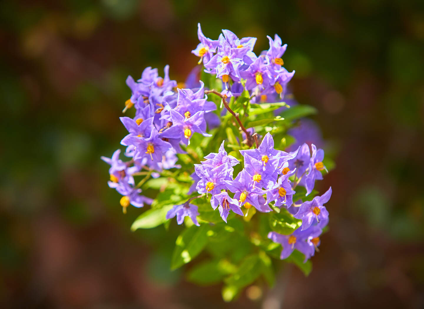 Diarmuid Gavin: How to make a small garden feel lush, private – and a ...
