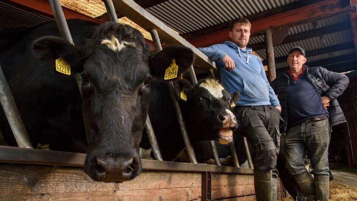 Cork farmers will have no choice but to cull cows under climate plan ...