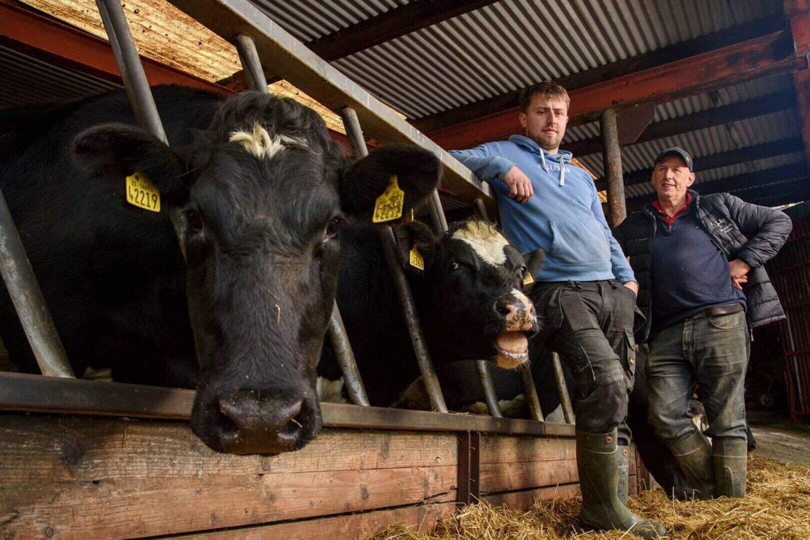 Cork farmers will have no choice but to cull cows under climate plan ...