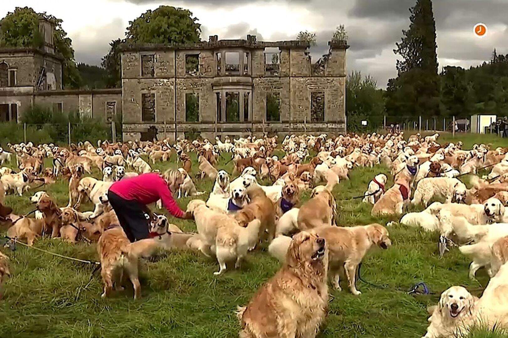 Hundreds of golden retrievers and their owners gather in Scottish ...