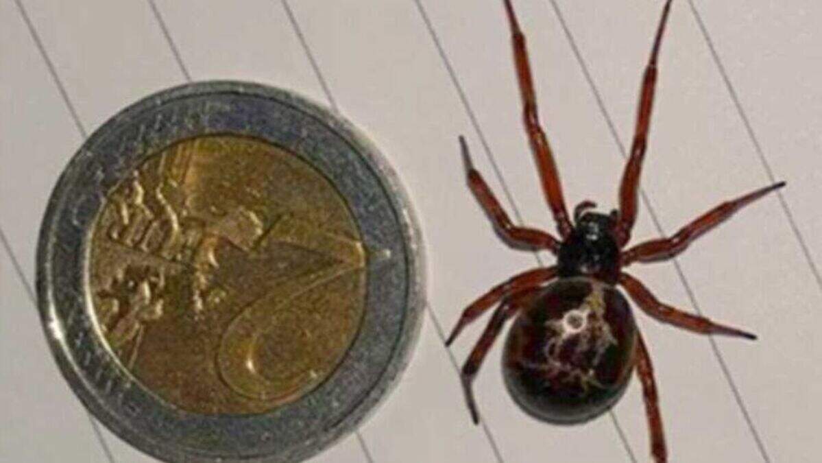 Spider experts warn of False Widow's venom bites after Waterford woman ...