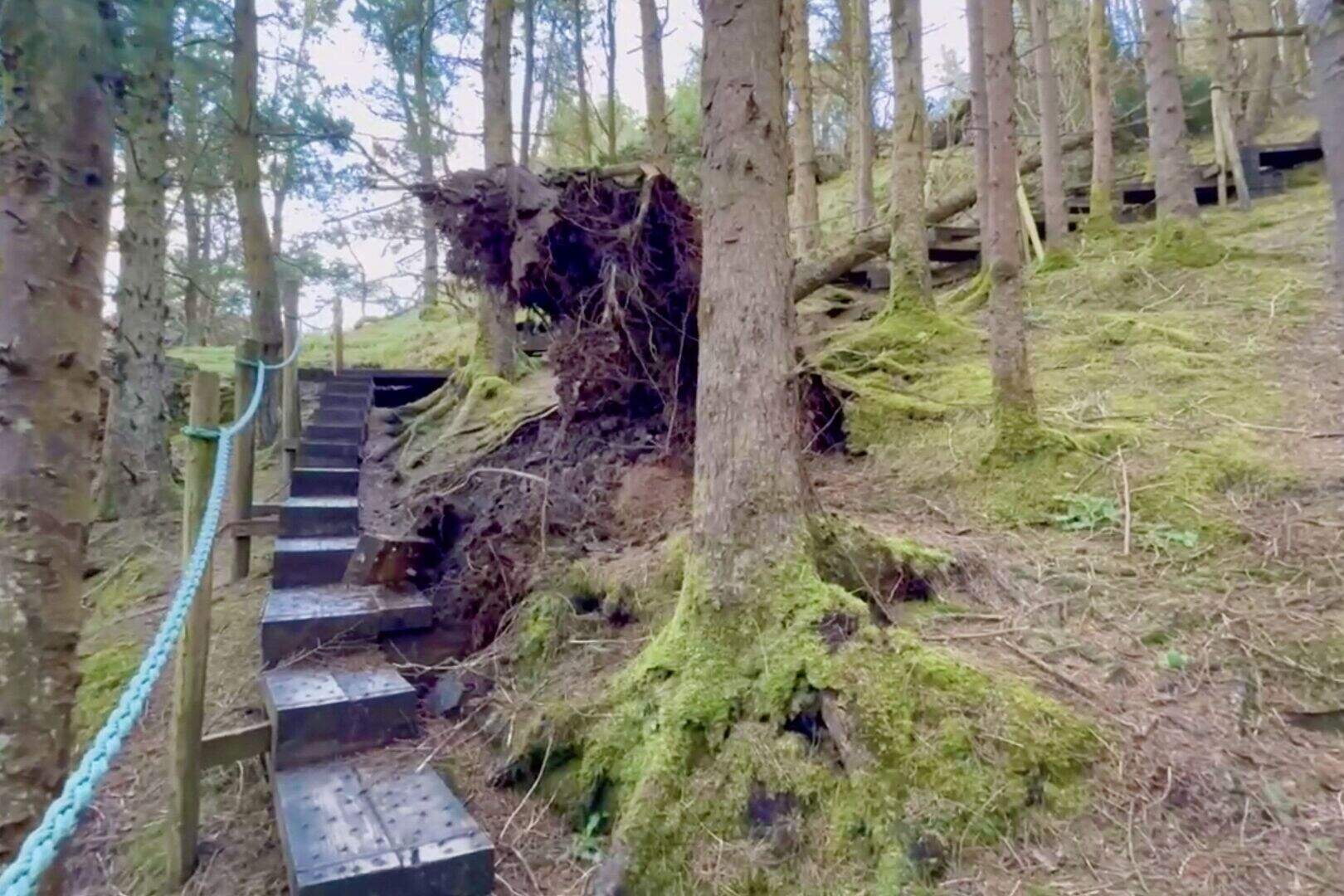 Sligo public warned to stay away from forests due to damage from Storm ...