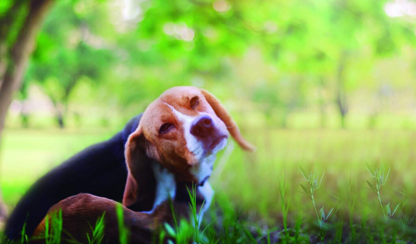 Pet owners urged to check dogs for ticks after outdoor walks this Bank ...