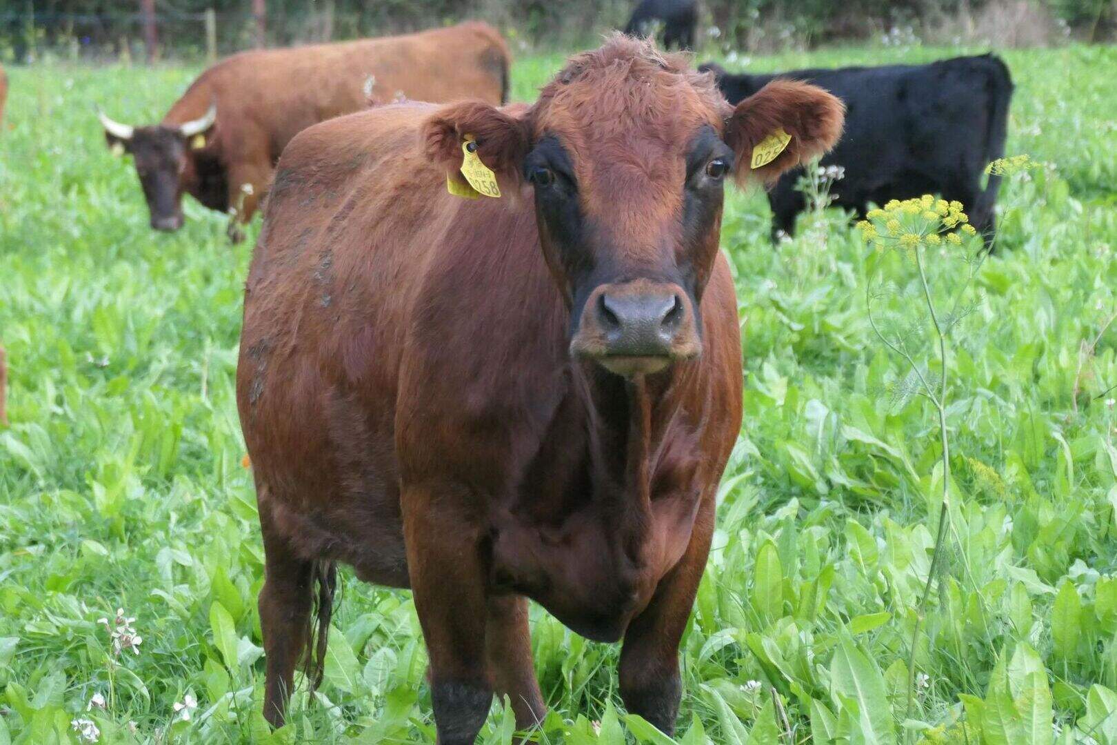 ‘Small, light on land and easily finished off grass – Dexters are ideal ...