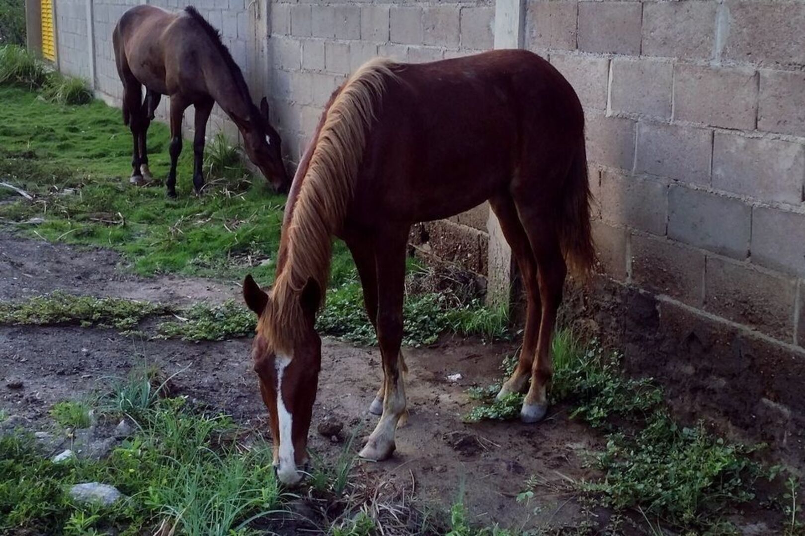 ‘No need’ for animal welfare committee in Tipperary, says council ...