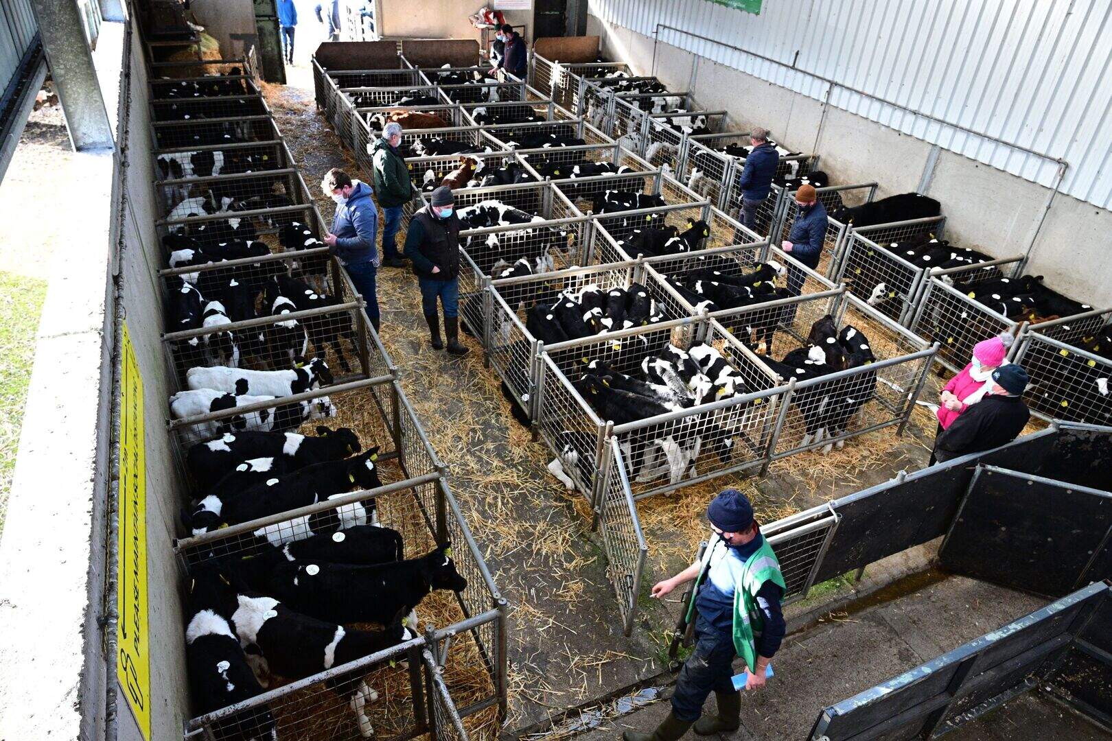 Commission’s nine-hour journey limit for calves could upend Irish ...